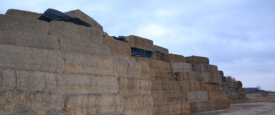 Straw Pellets - Biomasa Forestal SL